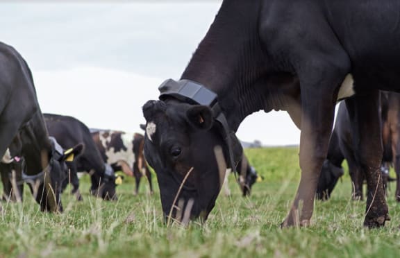 Craig Piggott - From space rockets to 'cowgorithms' | RNZ