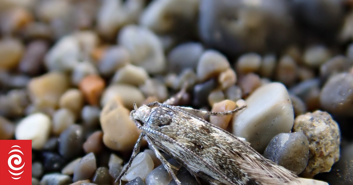 Moth thought to be extinct found in Marlborough | RNZ News