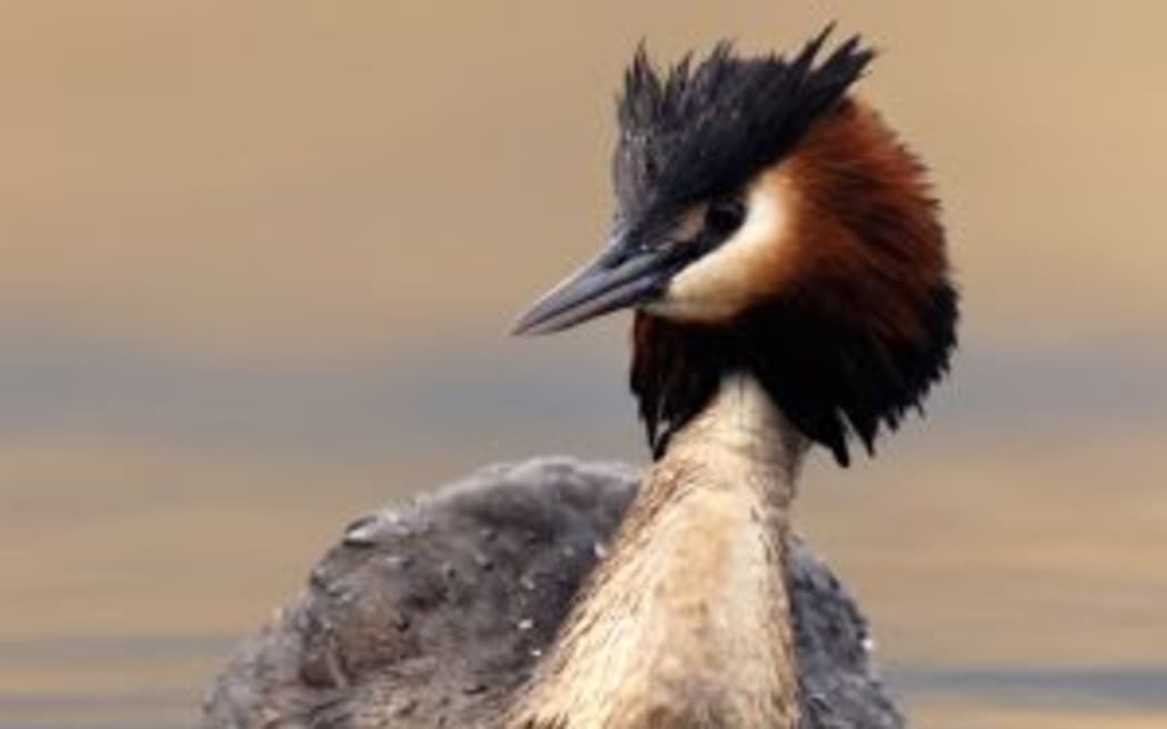 Bird lovers flock to donate for NZ birds after raucous century campaign ...