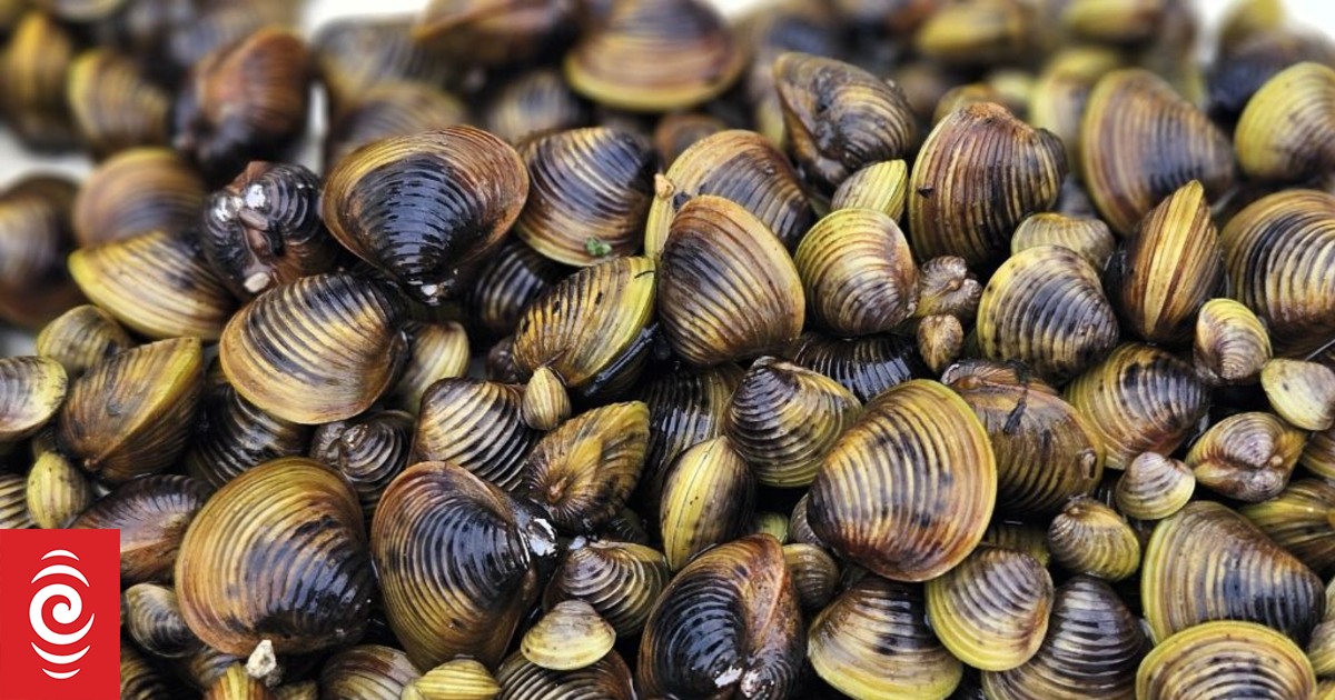 New Plymouth lake to be drained in fight against invasive clams | RNZ News
