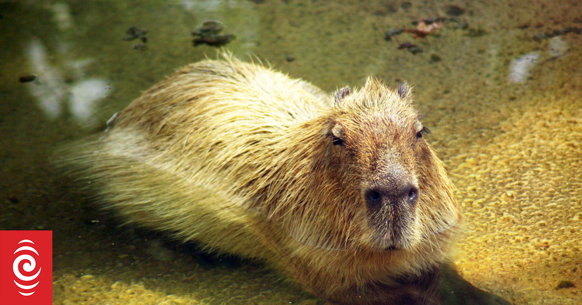 Wellington Zoo mourns death of capybara, Luna | RNZ News