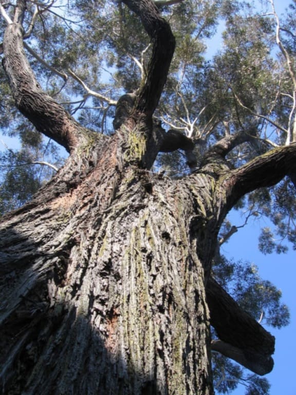 Notable NZ Trees | A Gallery from Afternoons | RNZ National