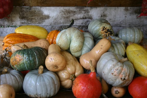 Sowing seeds of hope: Kay Baxter, Koanga Institute | RNZ