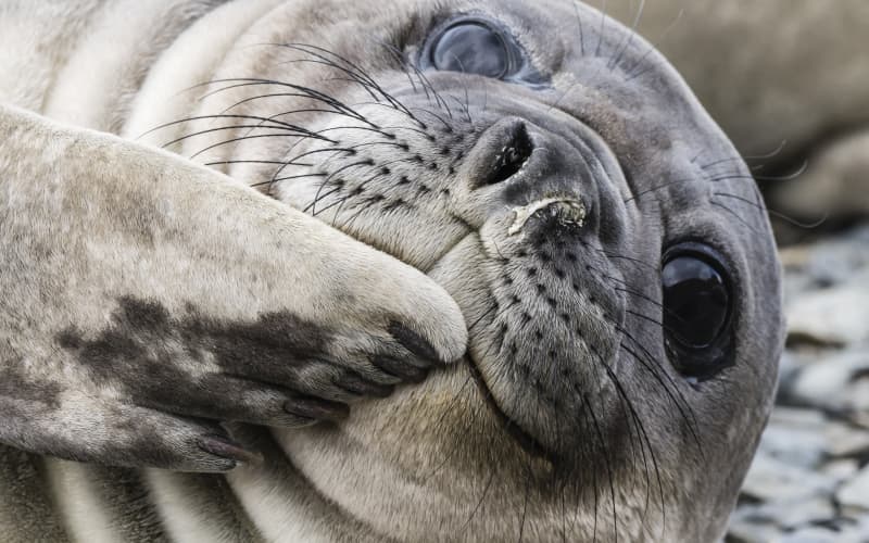Bird flu kills thousands of baby seals on Heard Island in Southern ...
