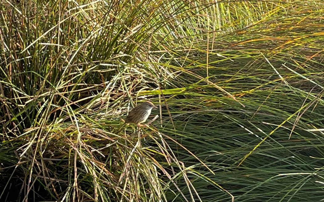 Rare fernbird photographed at Wellington swamp after restoration | RNZ News