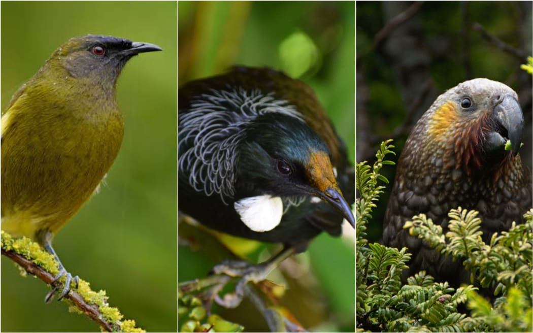 The reason birdsong is so varied and what birds meme | RNZ News