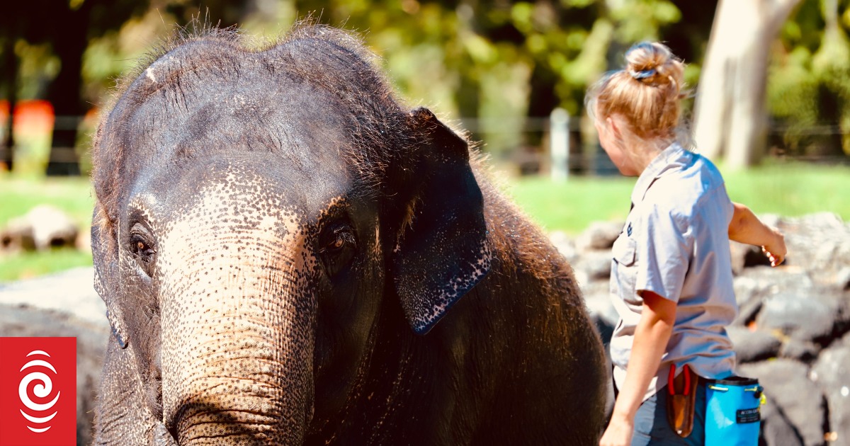 Auckland Zoo's last elephant Burma prepares to leave for Aus | RNZ