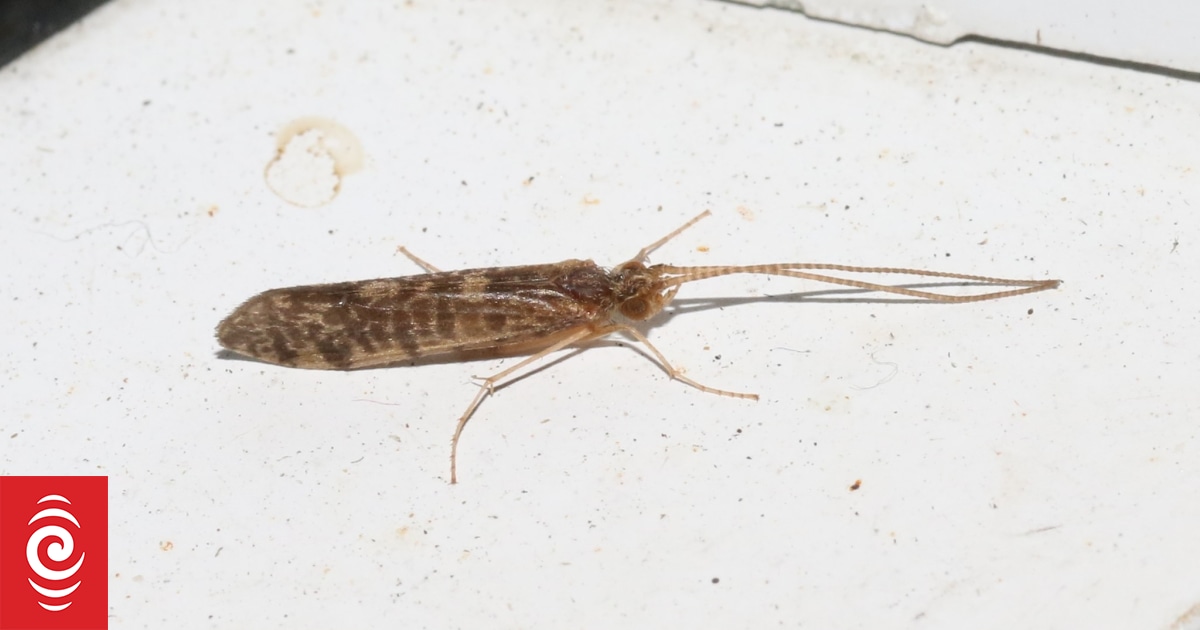 Critter of the Week: Marine caddisflies | RNZ
