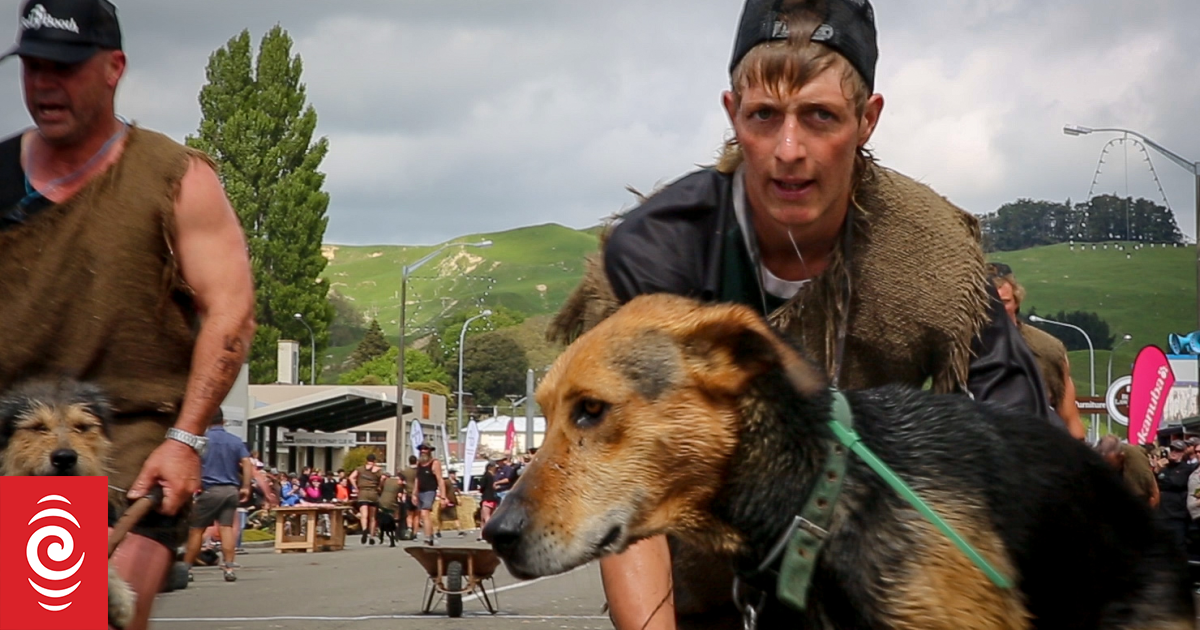 A huntaway 'shemozzle' | RNZ