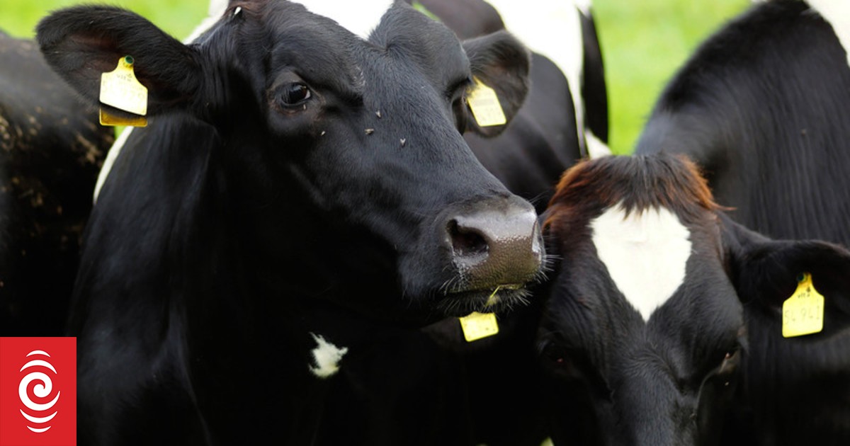 Police search property in hunt for 500 missing cows | RNZ News