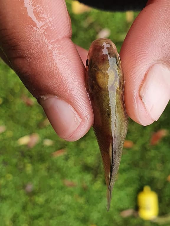 Catfish cull from Rotorua lakes | RNZ