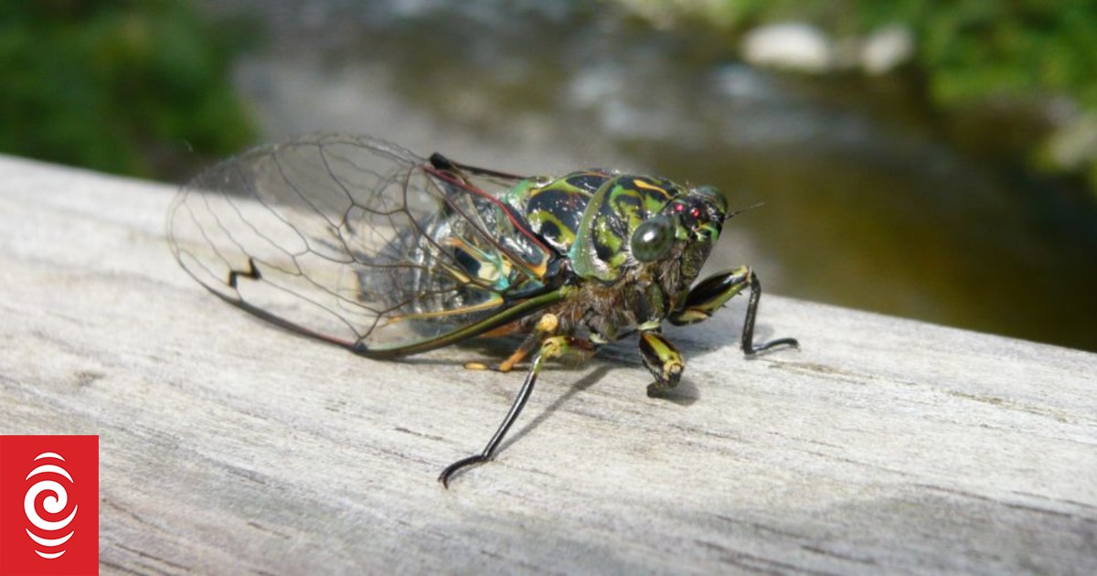 Why there seems to be fewer cicadas this summer | RNZ News