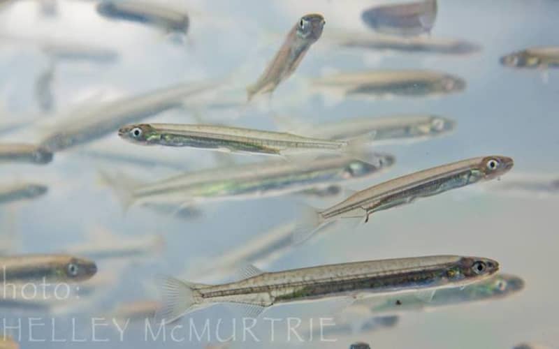 Fish ladders help threatened species migrate | RNZ