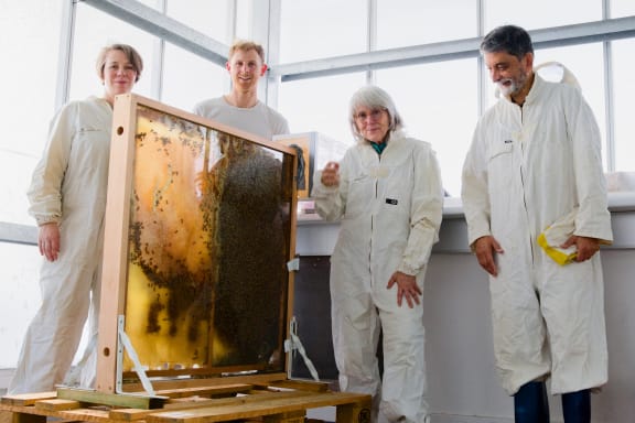 Photographer Anne Noble has a thing about bees | RNZ