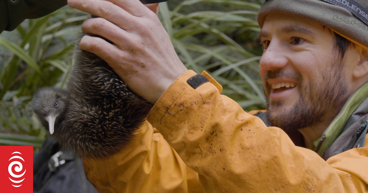 Pest control reverses 'downward slide to extinction' for kiwi | RNZ News