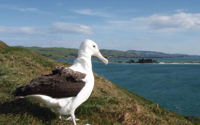 Albatross security defended after disappearance of eggs | RNZ