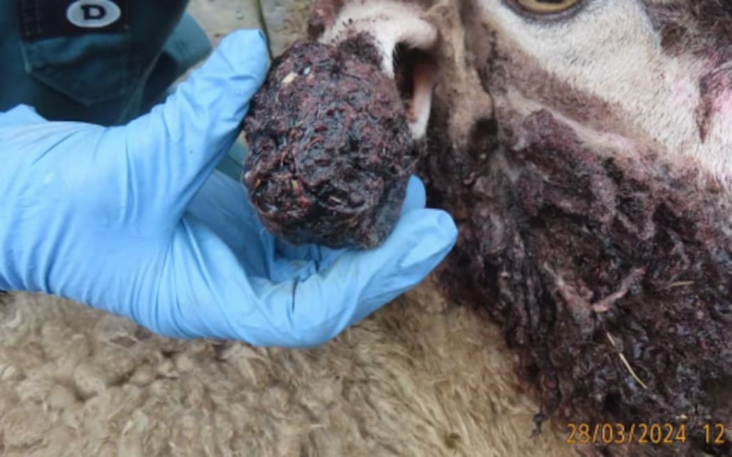 Rangiora farmer Gary Evans banned from owning livestock for life after ...