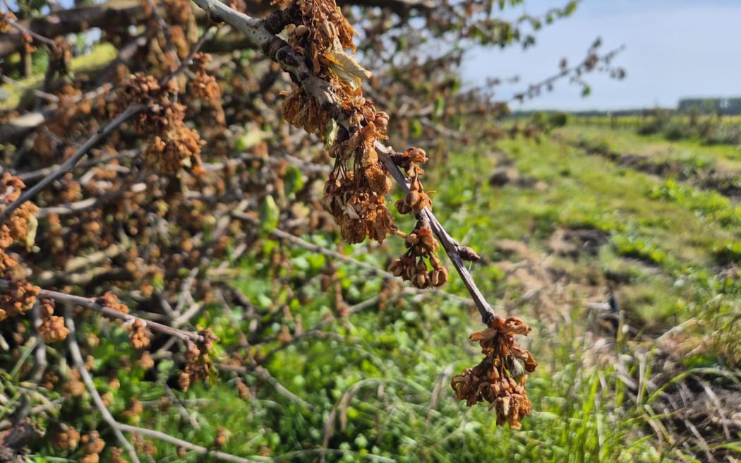 Cherry trees die after cyclone and rain at Hawke's Bay orchard | RNZ News