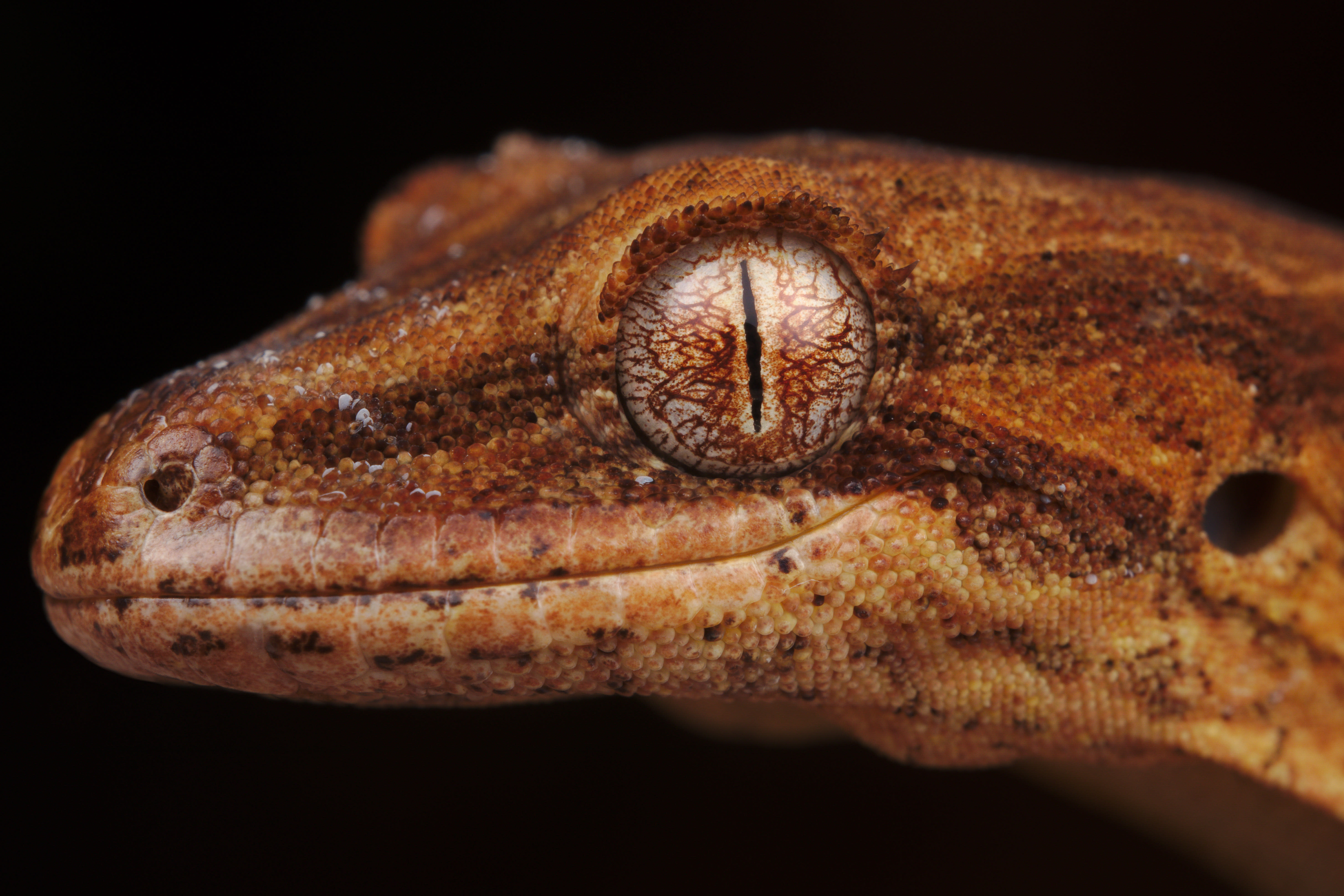 Reptiles and amphibians of Aotearoa | RNZ