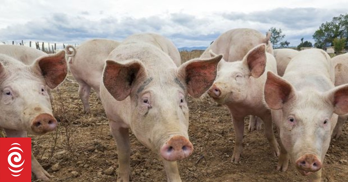 Pig brains partially revived four hours after death | RNZ News