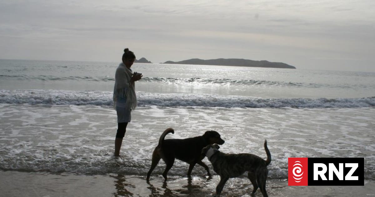 One-dog proposal raises hackles in Far North | RNZ