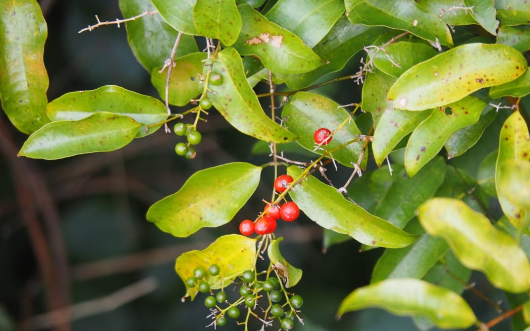 Critter of the Week Kareao / supplejack | RNZ