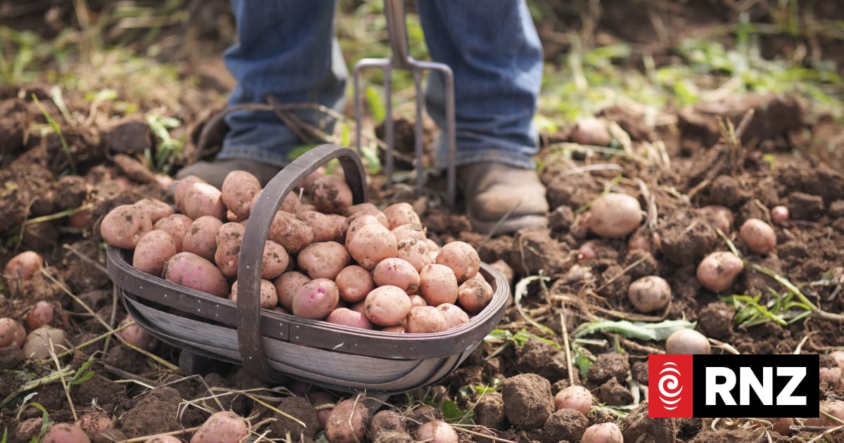 Mesh cover to fight potato pests | RNZ