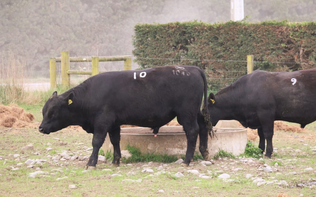 Emotions flow at family run bull sale | RNZ