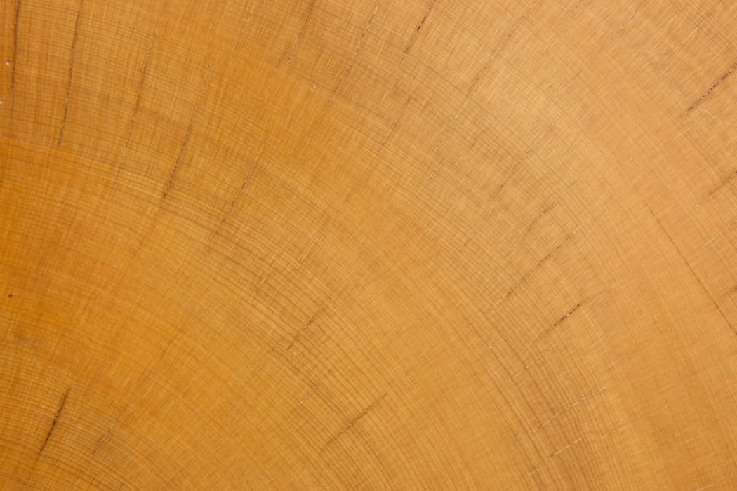 Signs of age: timber reveals climate & history | RNZ