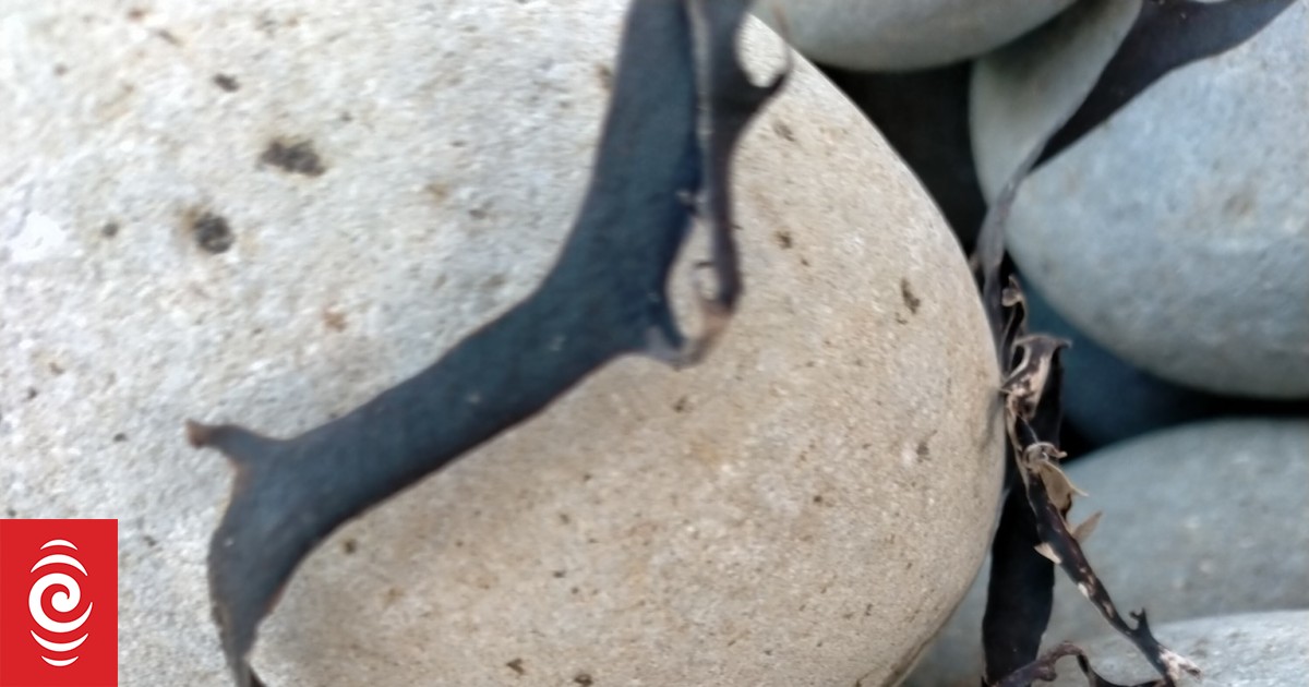 Critter of the Week - Shore skink or Mokomoko | RNZ