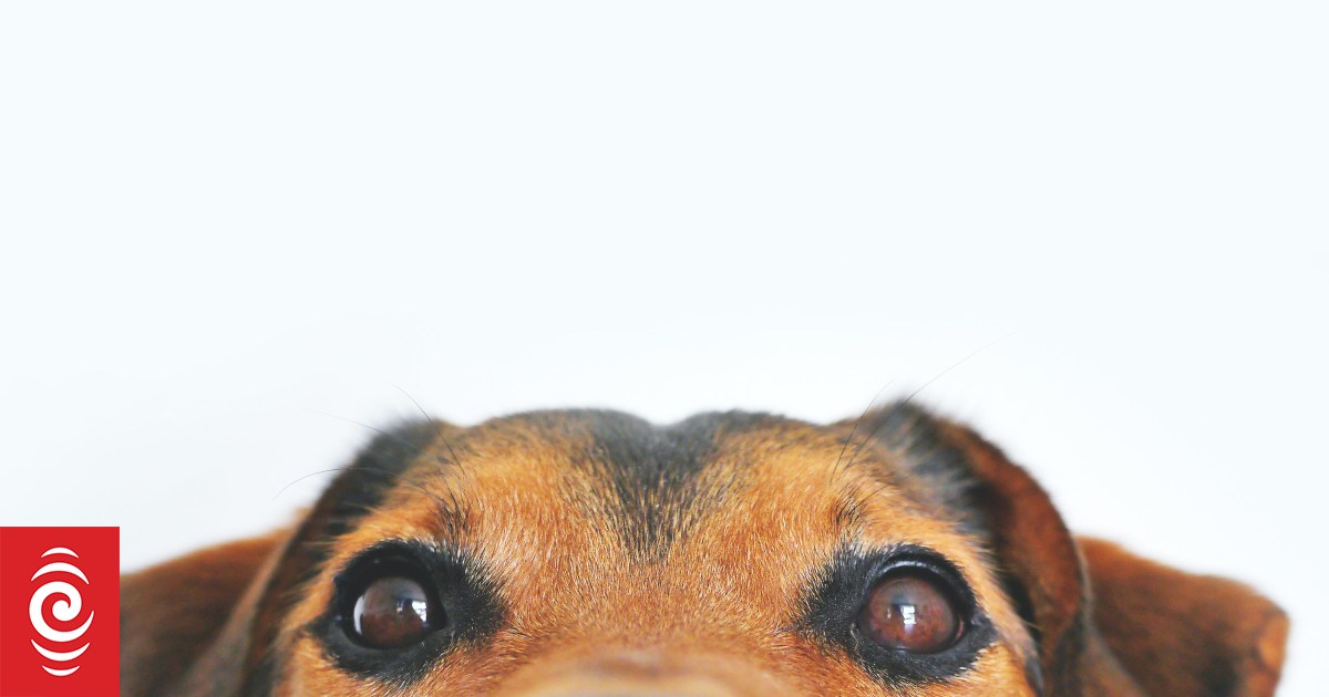 Science: Dogs with good noses, why people keep secrets | RNZ