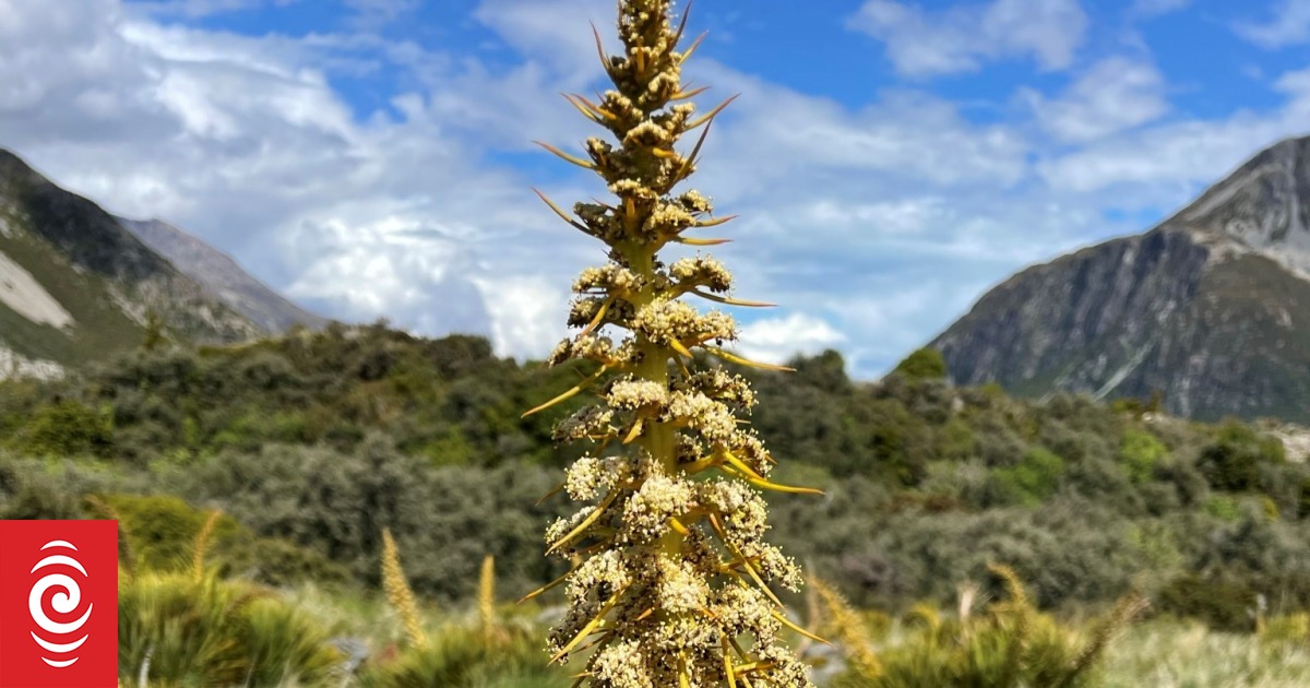 Critter of the Week: Taramea | RNZ