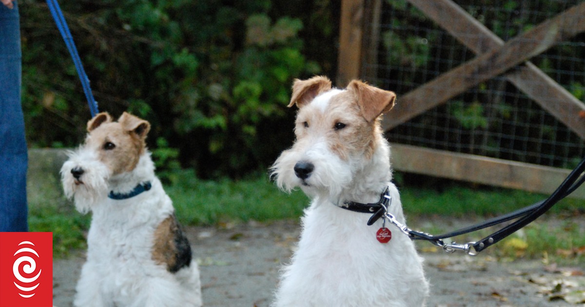 Man convicted for throwing rock at garbage-rummaging dog | RNZ News