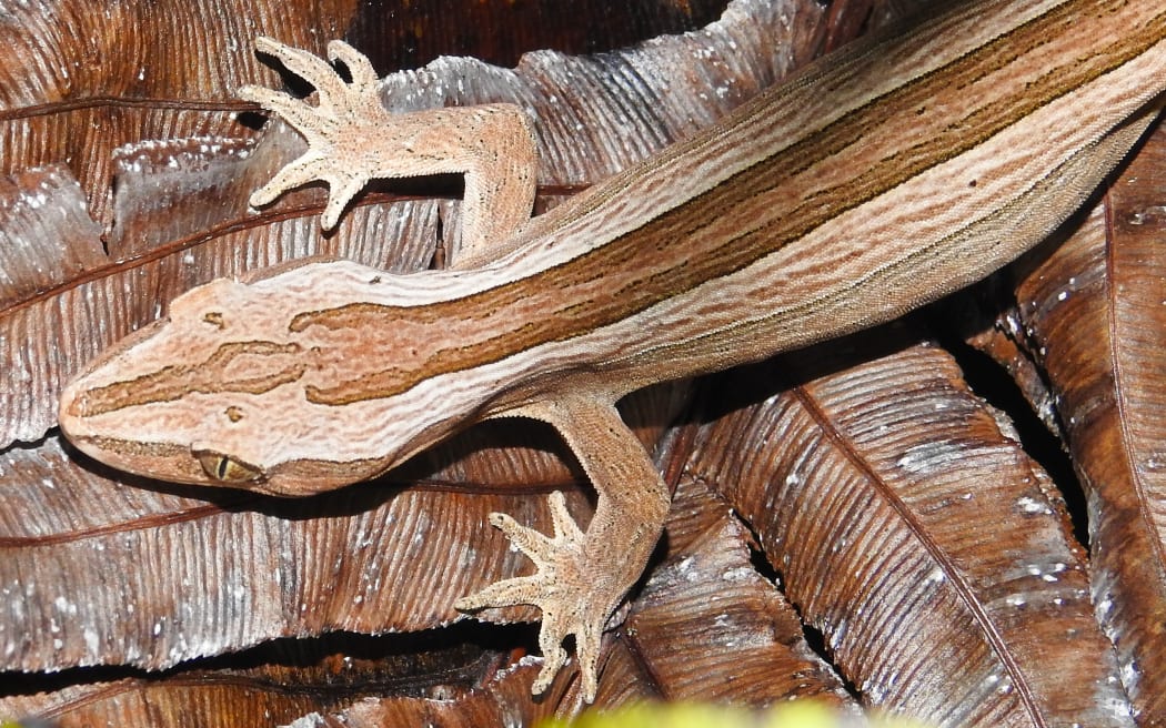 Researchers use tiny radio backpacks to track elusive gecko species ...