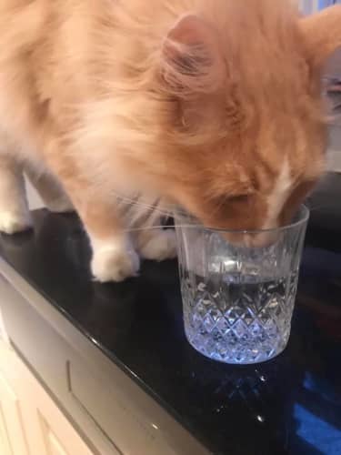Wellington celebrity cat Mittens awarded honor by mayor | RNZ