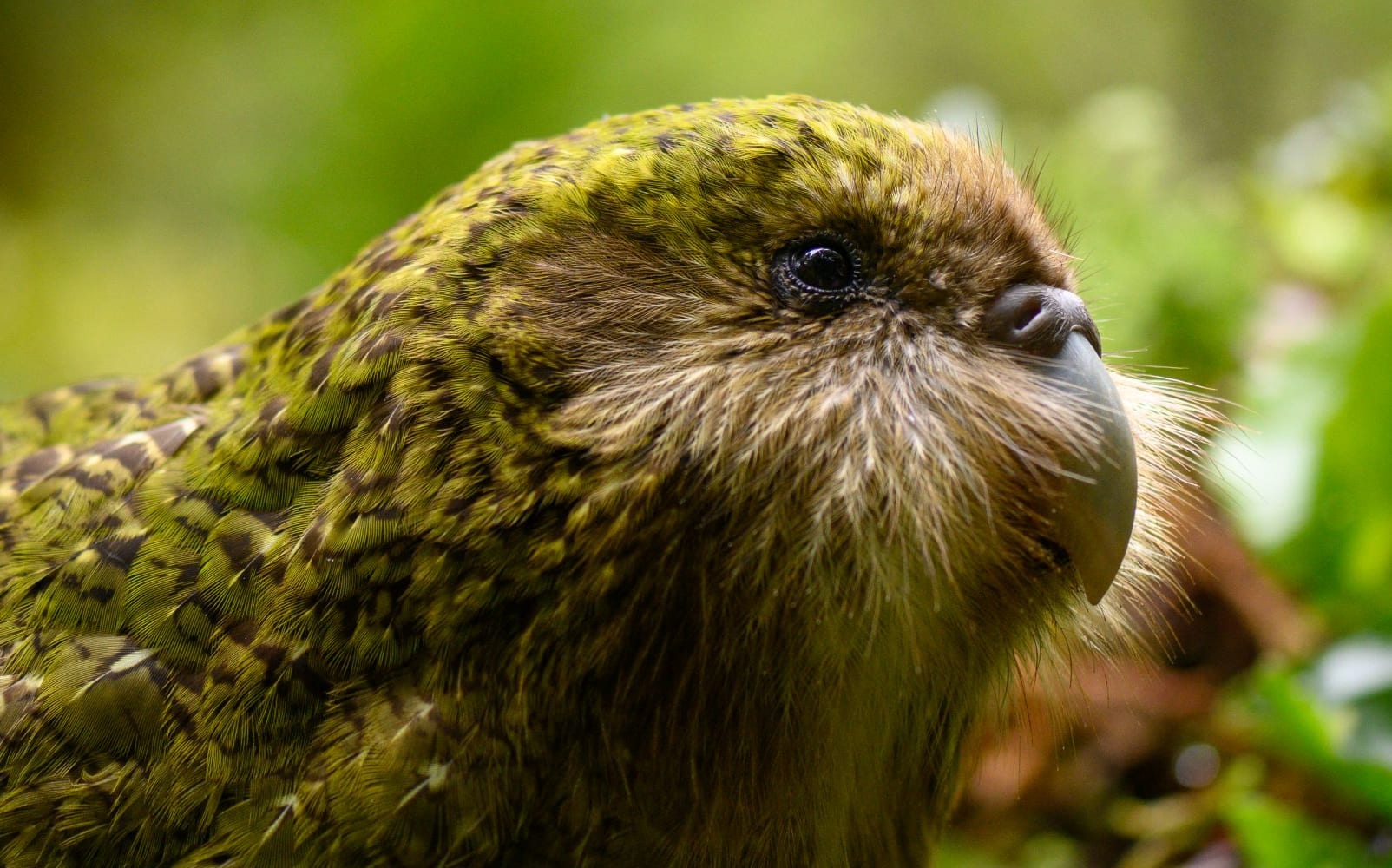 Kākāpō wins bird of the year for an unprecedented second time | RNZ News