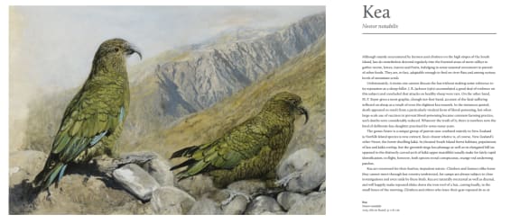 The Birds of Ray Ching | RNZ