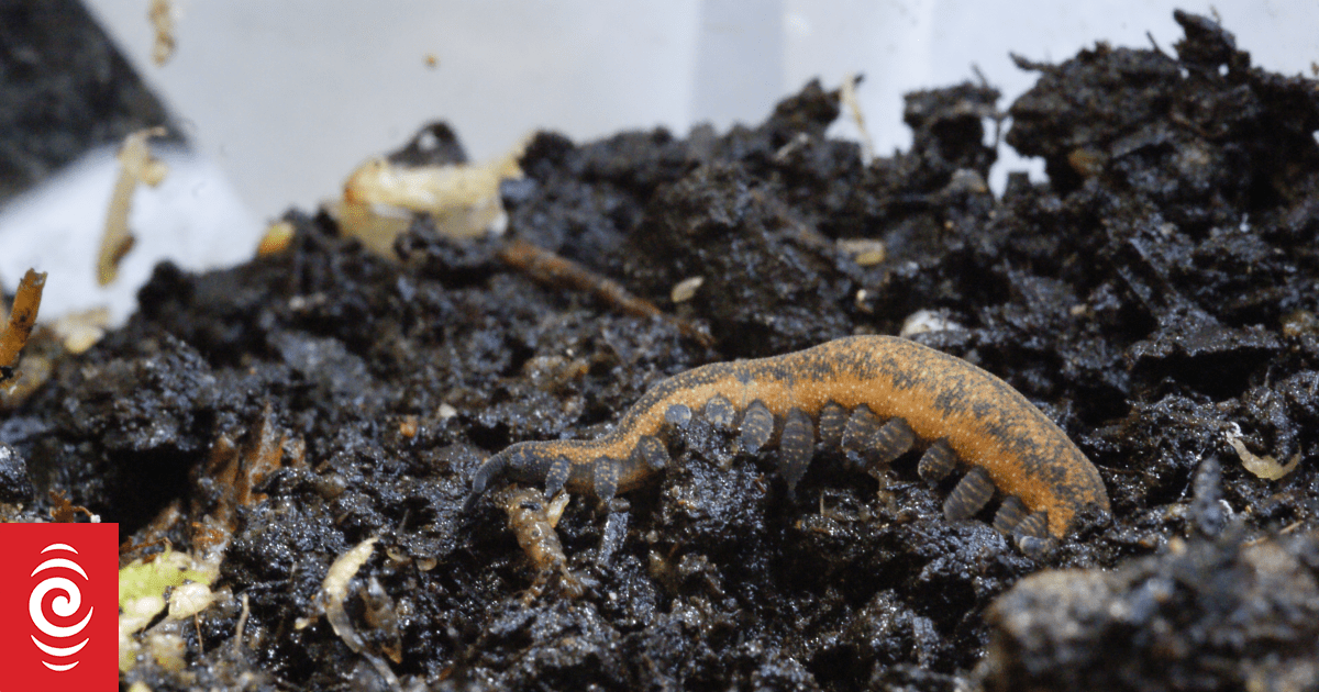 Prof Peter Deardon: the genetic secrets of the velvet worm | RNZ