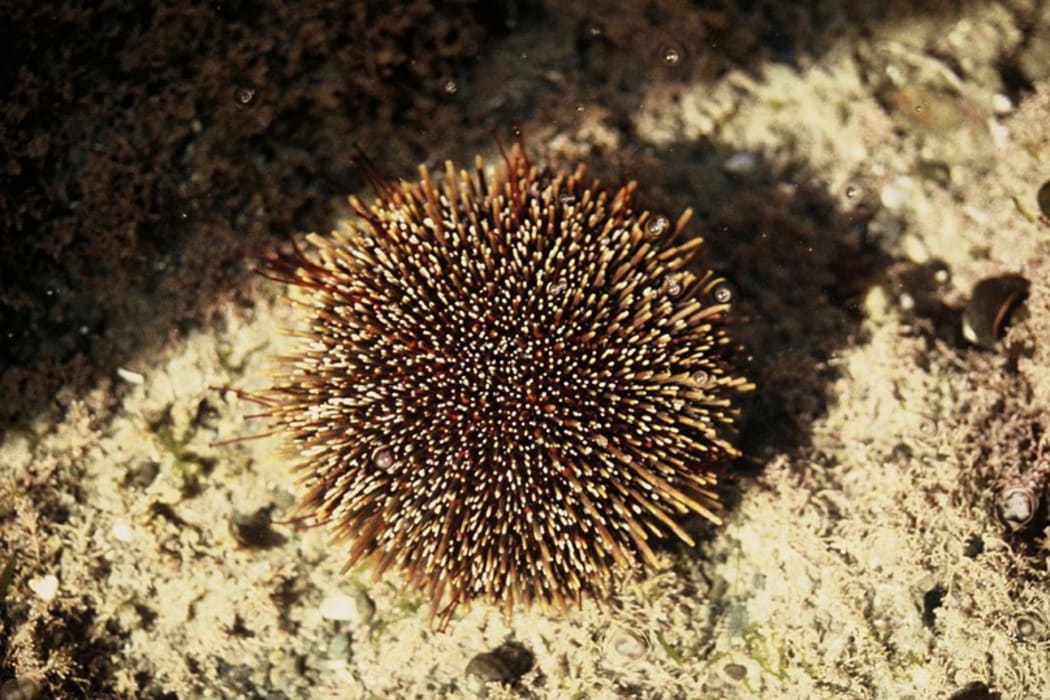 Critter of the Week: Kina | RNZ