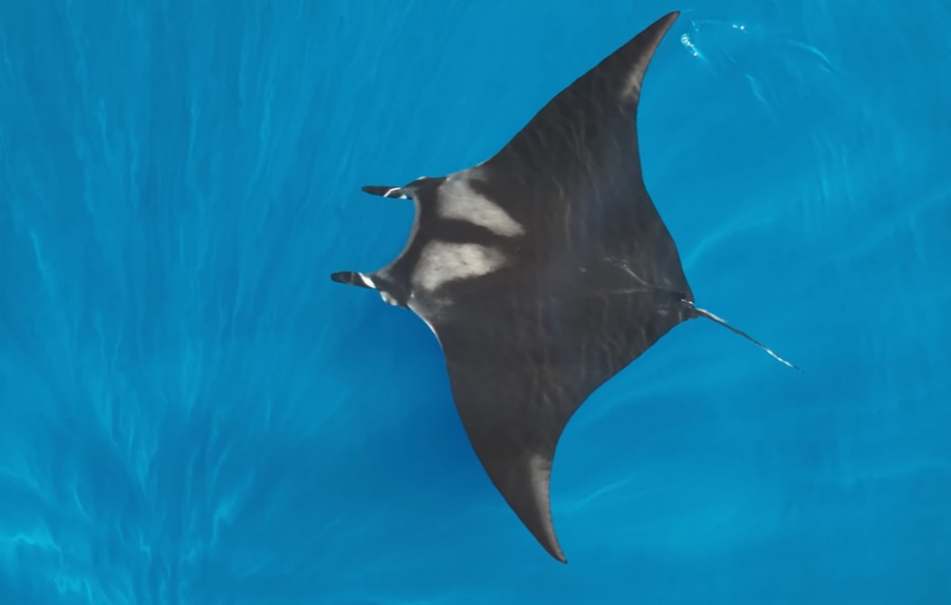 manta ray bbc