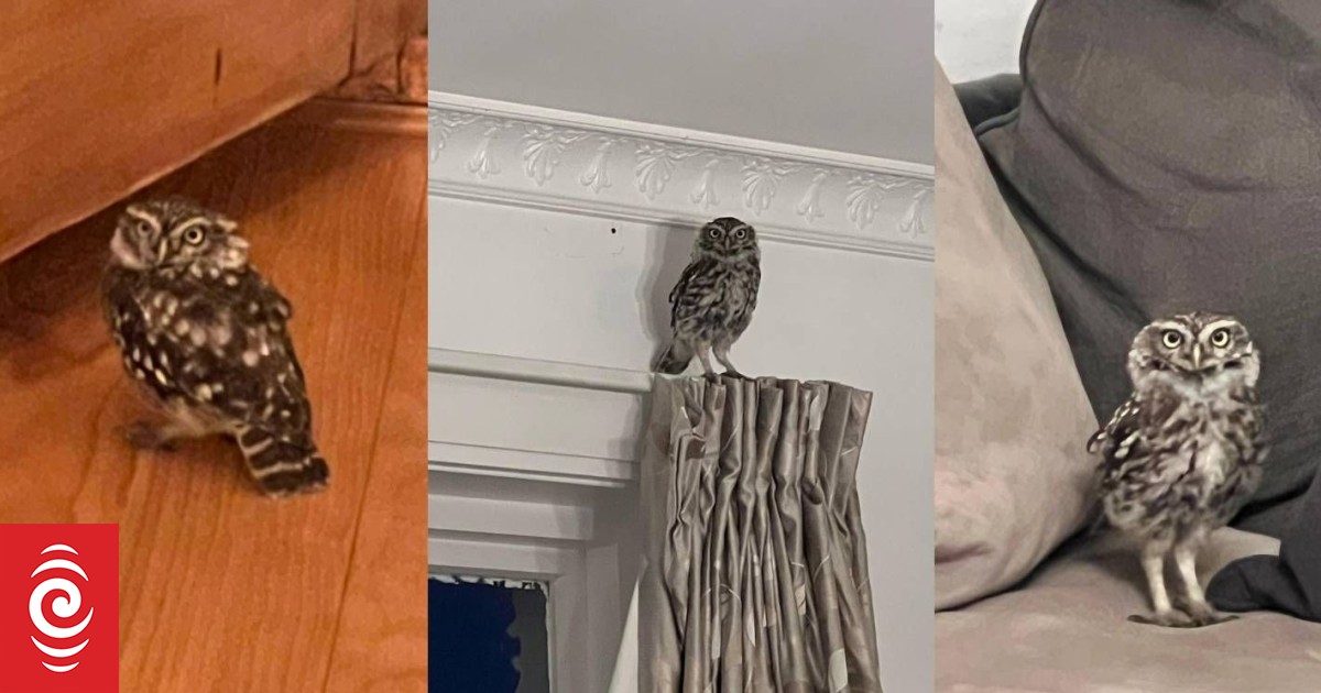 'Mr Hoot' the owl becomes Christchurch man's flatmate | RNZ