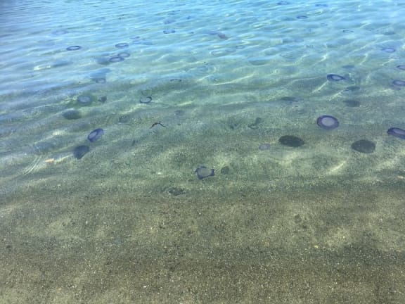 Expert feature: Jellyfish in NZ waters | RNZ