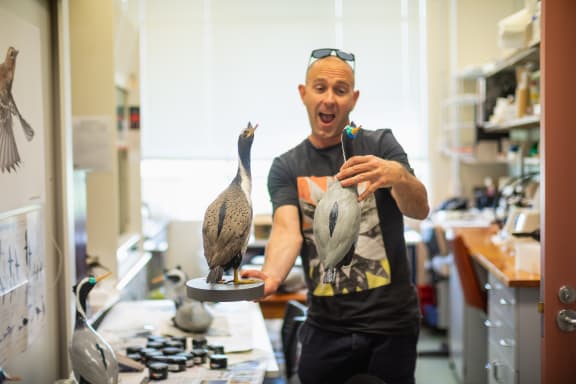 3D printed birds and fake poo to help the spotted shag | RNZ
