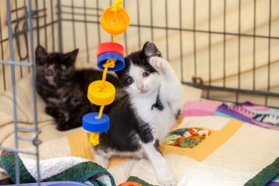 SPCA animals | A Gallery from Afternoons | RNZ National