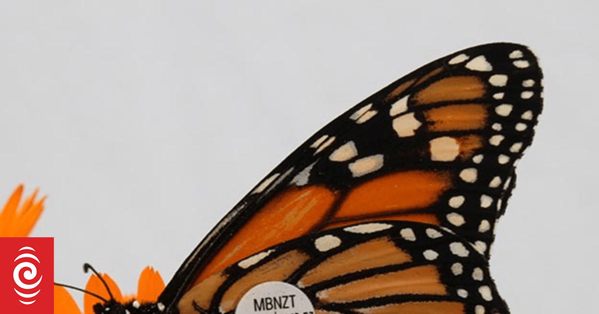 City dwellers encouraged to report monarch butterfly sightings | RNZ
