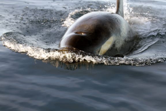 Orca in Antarctica | A Gallery from Nine To Noon | RNZ National