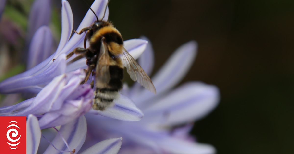 Species of bee evolves to eat meat | RNZ
