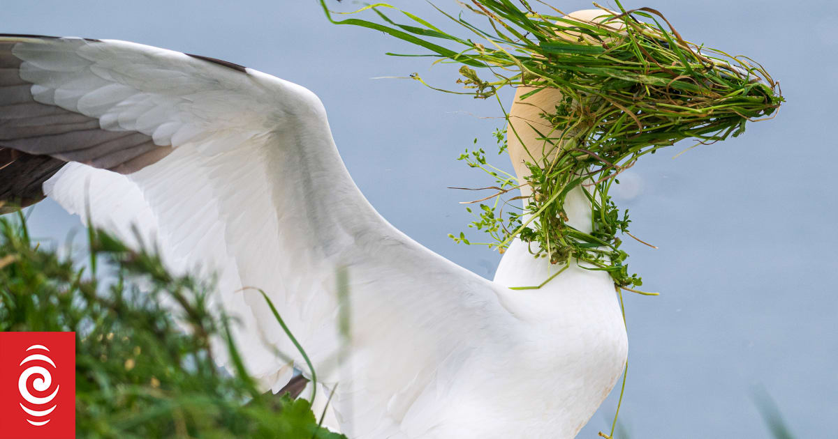 Funky animal hairdos and a smoking duck among 2025 Comedy Wildlife ...