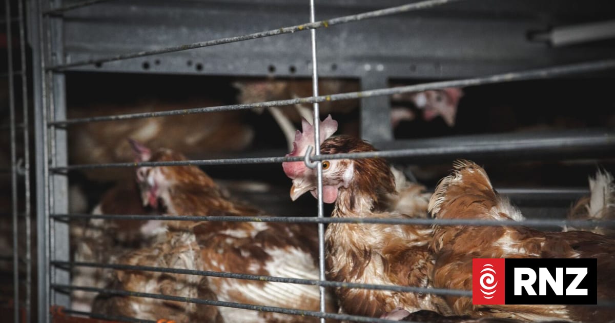 Chicken farm owned by Foodstuffs director's family | RNZ