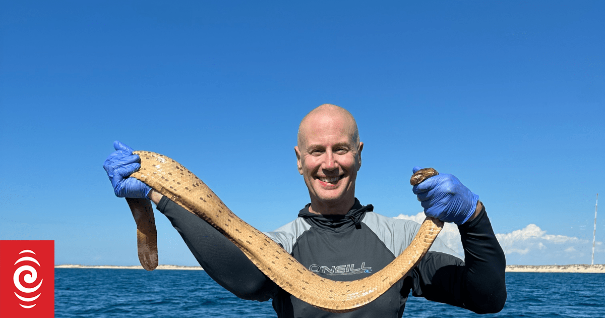 Sea snakes washing up more and more on NZ shores | RNZ